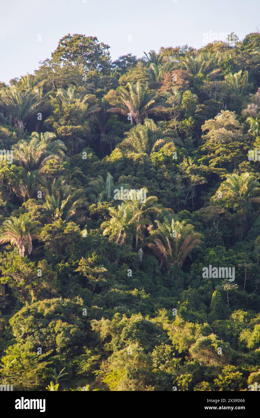 a section of the Atlantic forest in Rio de Janeiro, Brazil Stock Photo ...