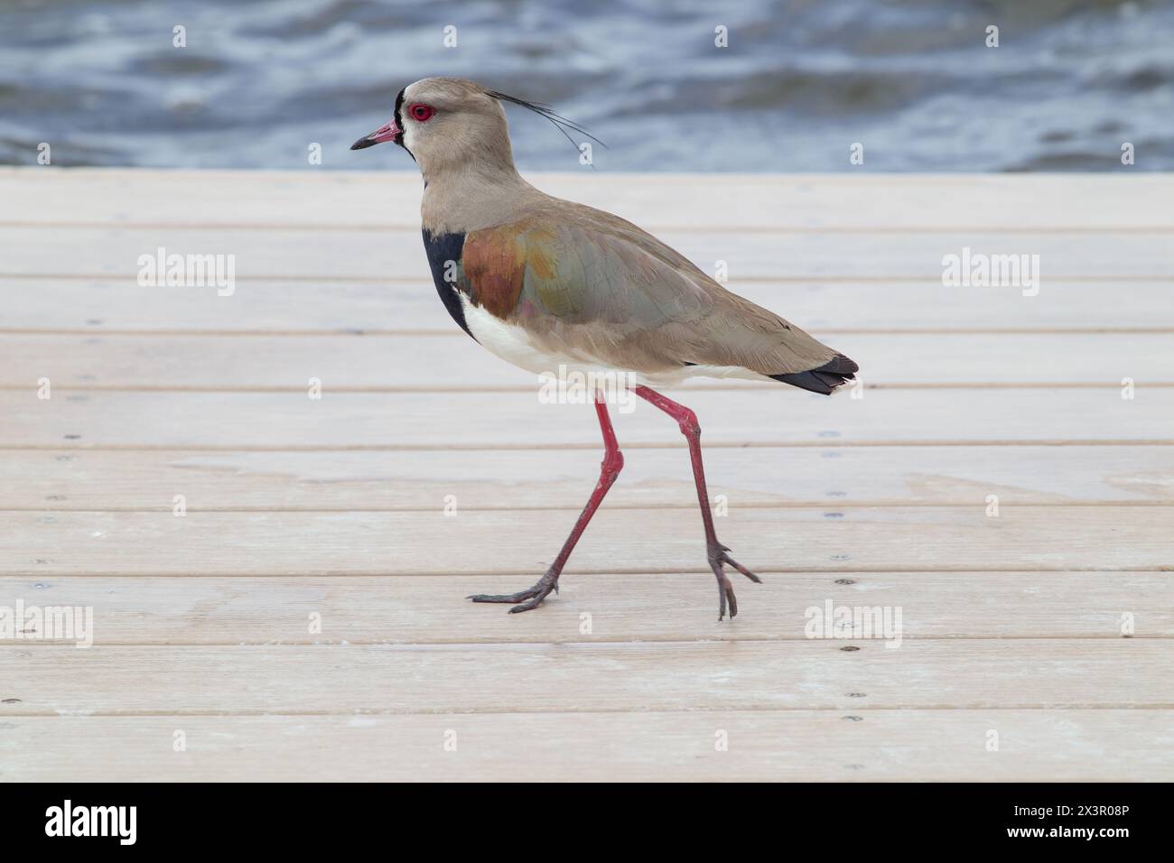 Rodrigo de freitas laggon hi-res stock photography and images - Alamy