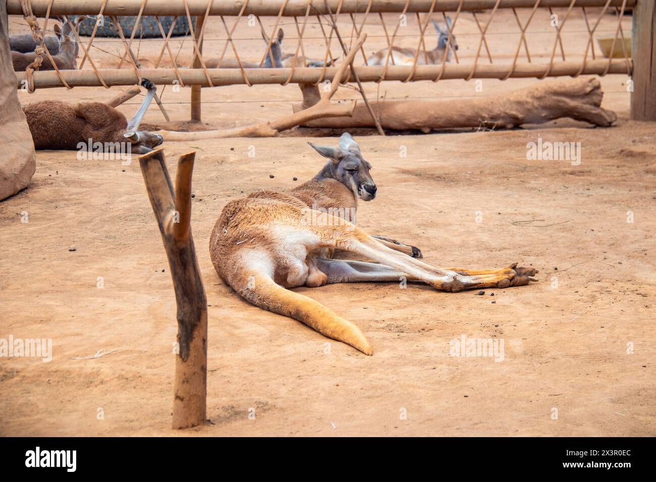 Kangaroo in zoo nature hi-res stock photography and images - Alamy