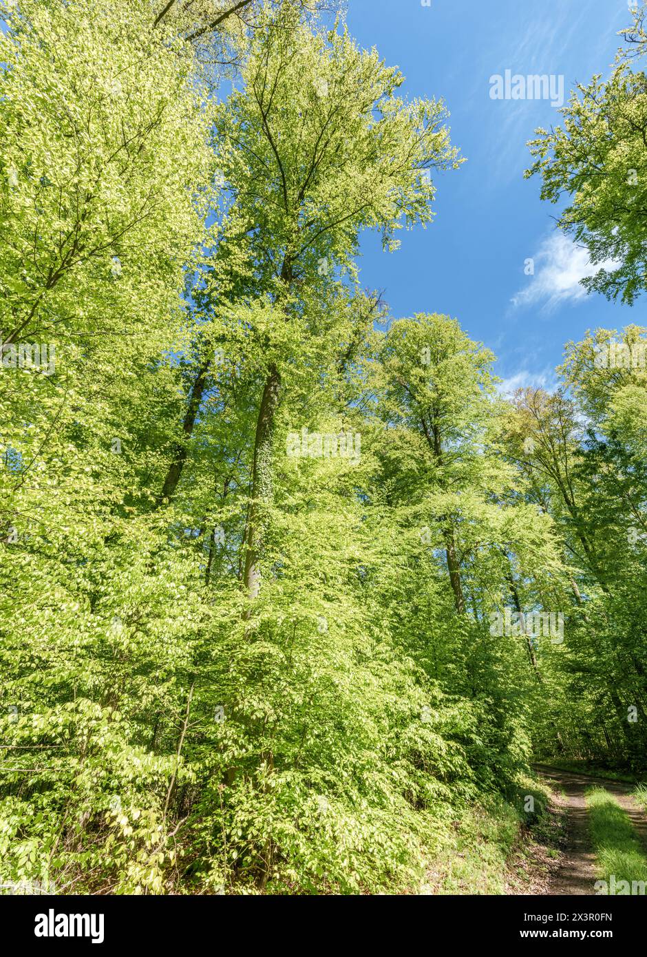 The sunlight filters through the branches of trees along a forest path ...