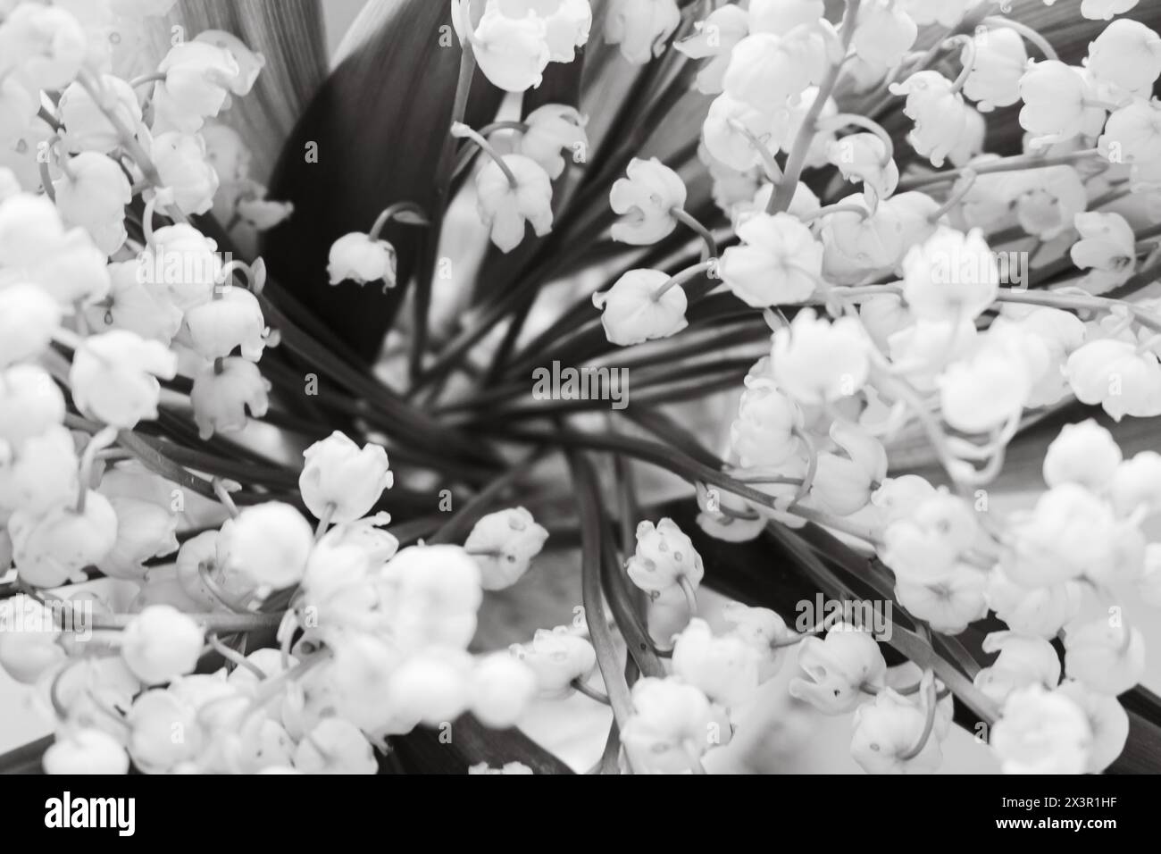 Beautiful lily of the valley bouquet, monochrome. Lily of the valley ...