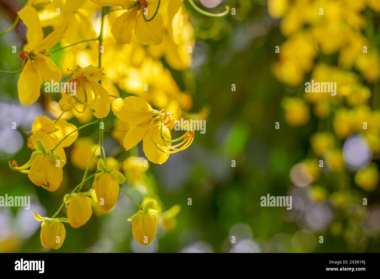 Golden shower tree flowers fully bloomed. This tree commonly known as Bahava and it blooms ...