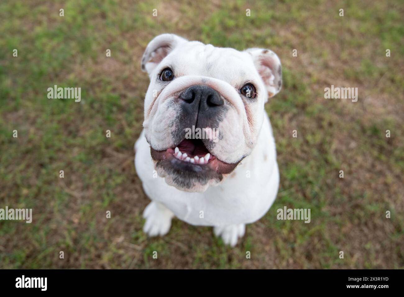Outdoor natural portrait of a white English bulldog puppy Stock Photo ...