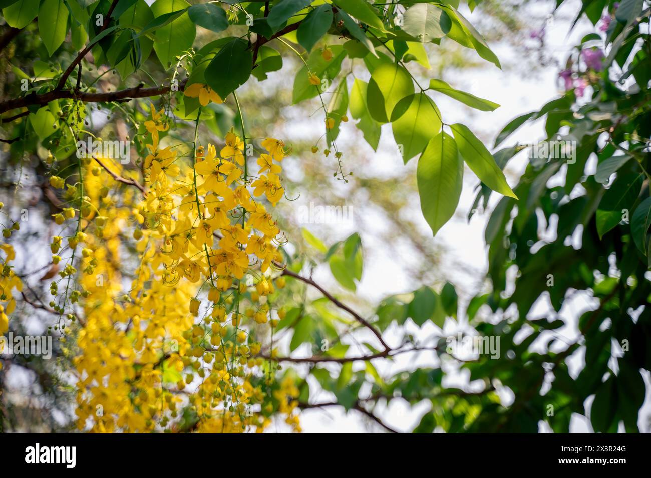 Golden shower tree with flowers and leaves. Fully bloomed flowers of Bahava. Selective focus ...