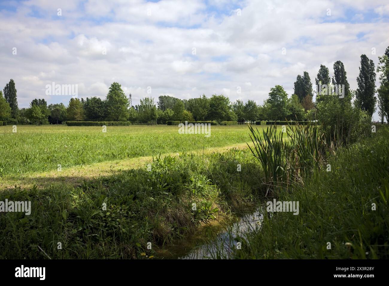 Clearing in a park with shadows of trees casted on the ground seen from ...