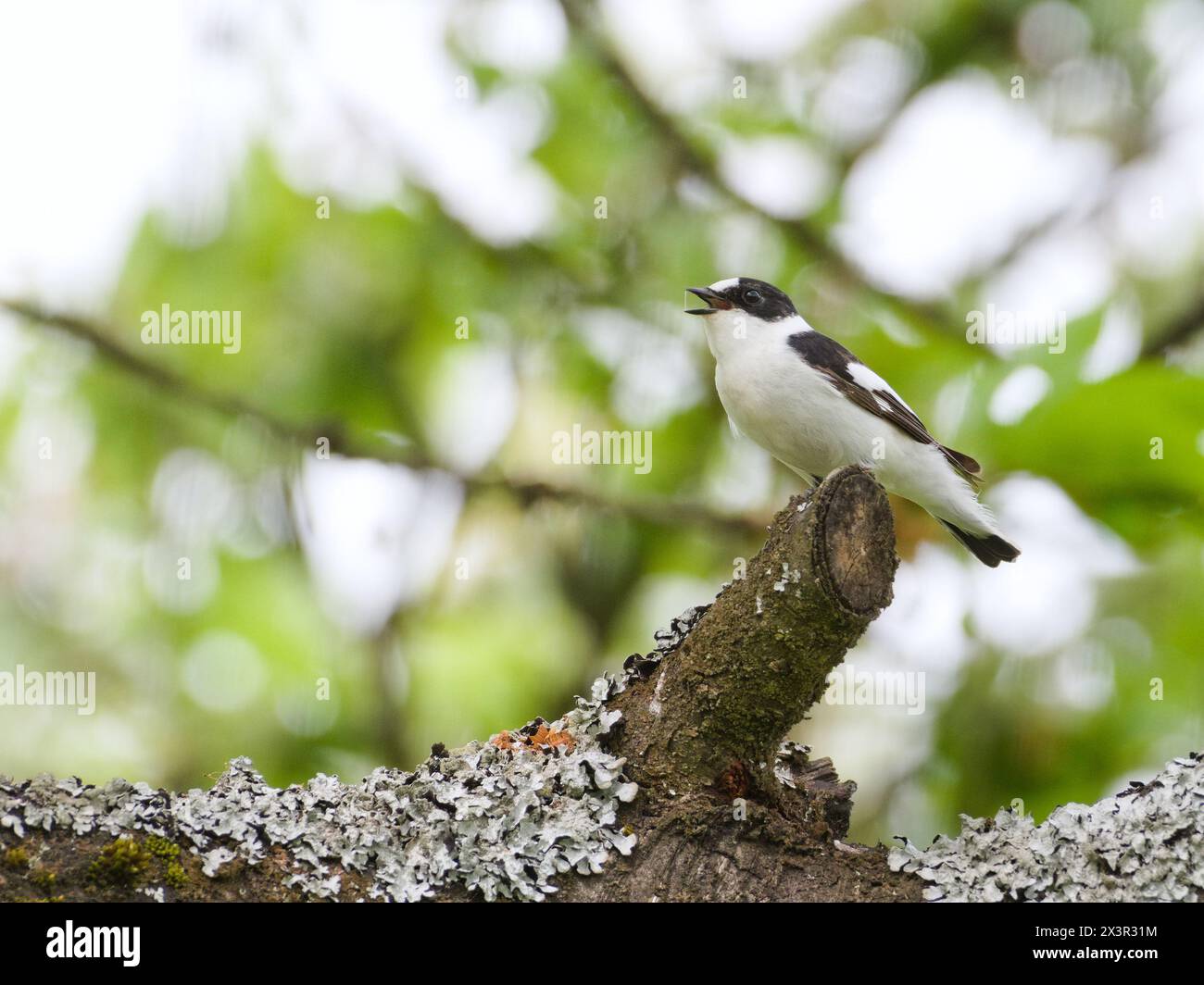 Ficedula albicollis aka Collared Flycatcher perched on the cherry tree ...