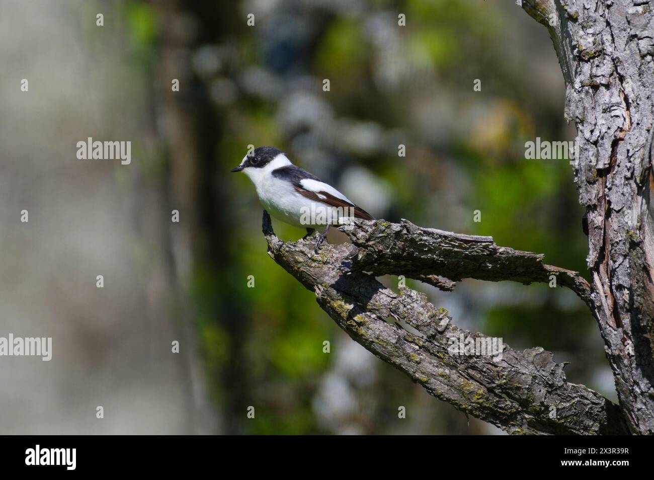 Ficedula albicollis aka Collared Flycatcher perched on the cherry tree ...