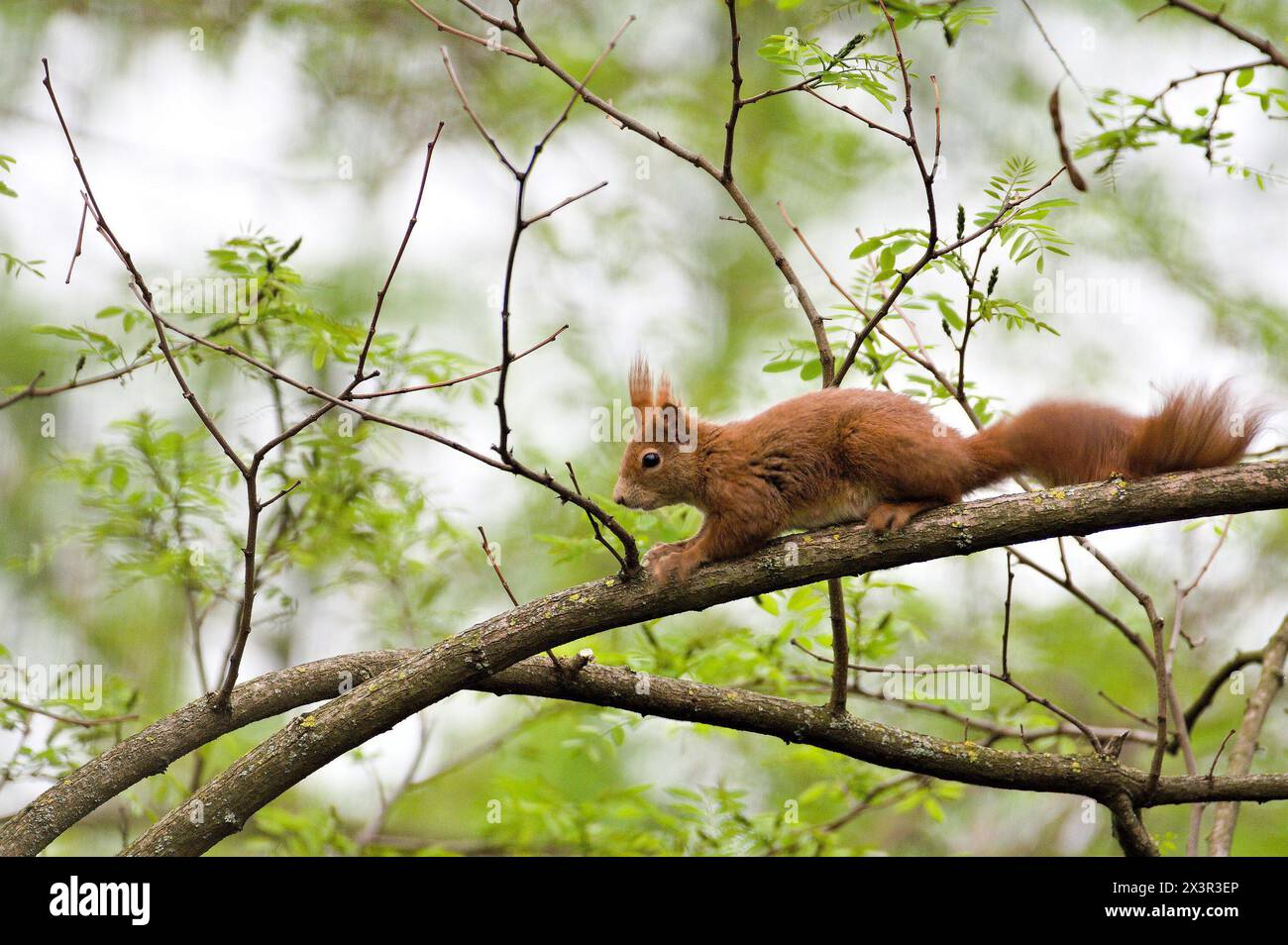Sciurus vulgaris aka The red squirrel is climbing on the tree in ...