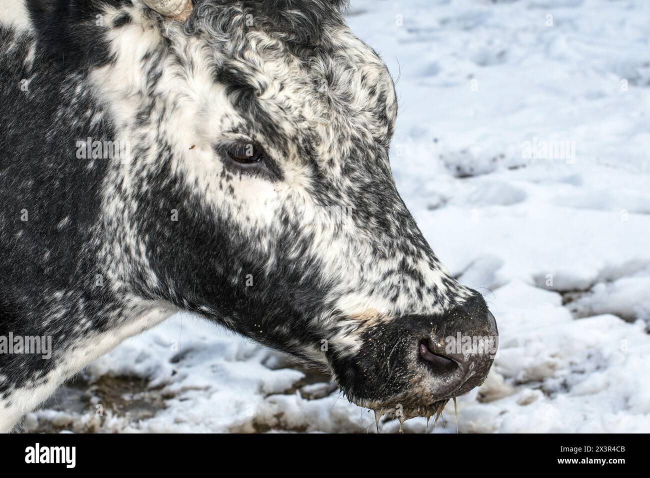 Randal lineback cattle, close-up of face Stock Photo - Alamy