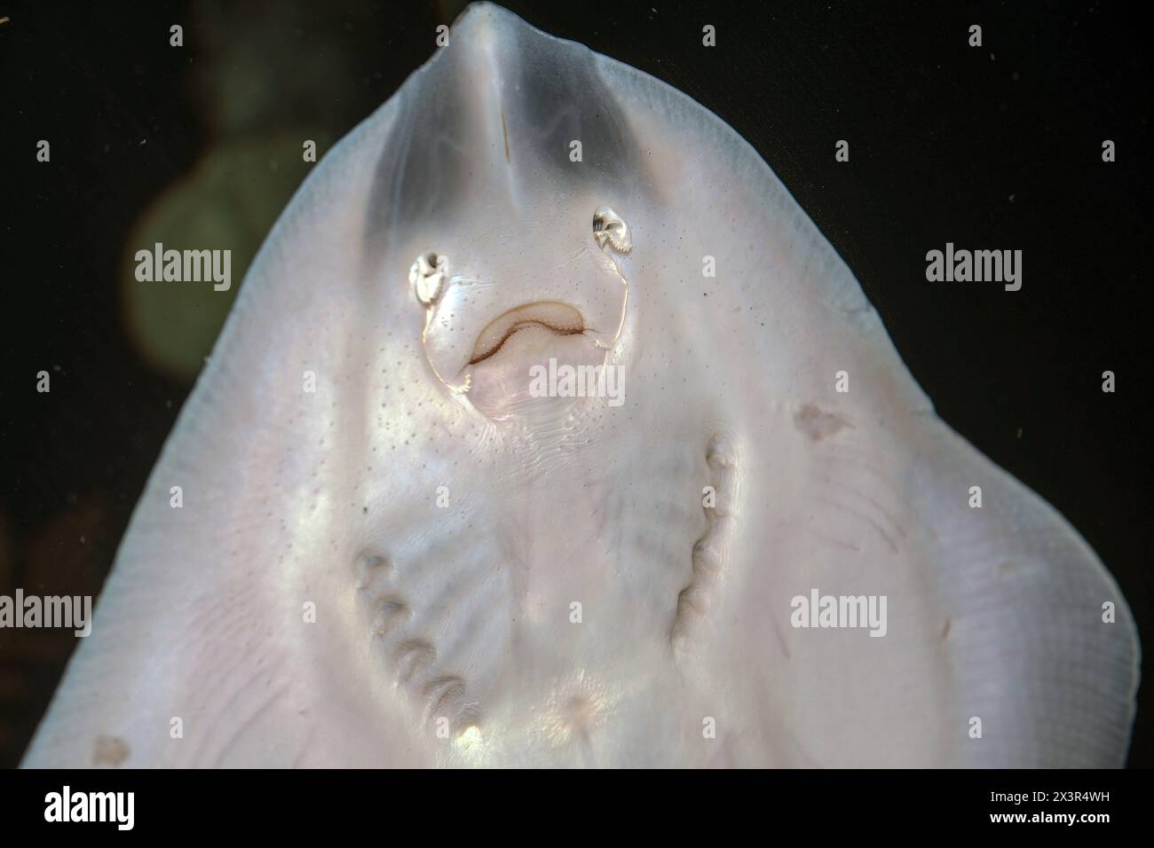 Little skate looking at underside of animal seeing eyes, mouth, and ...