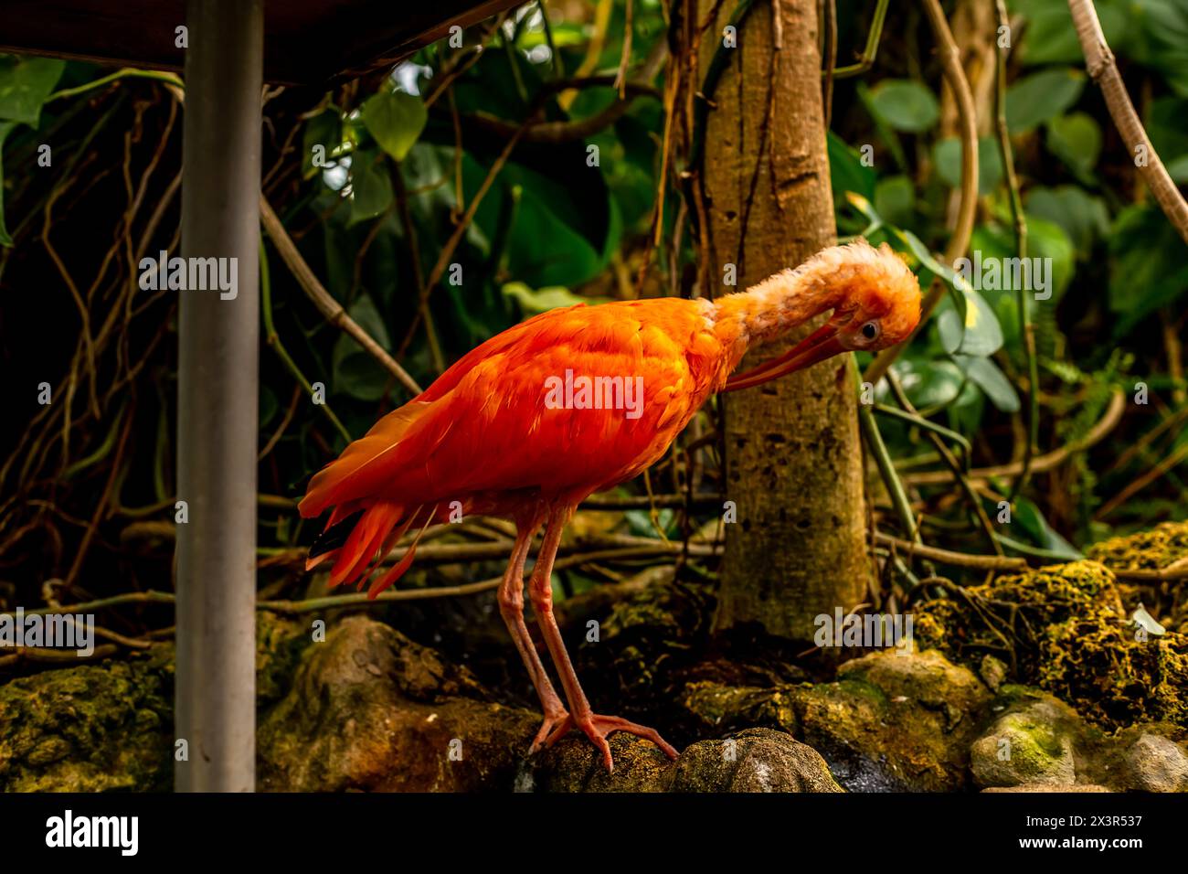 Aquarium of Genova. Large oceanarium near the port: aquariums with a ...