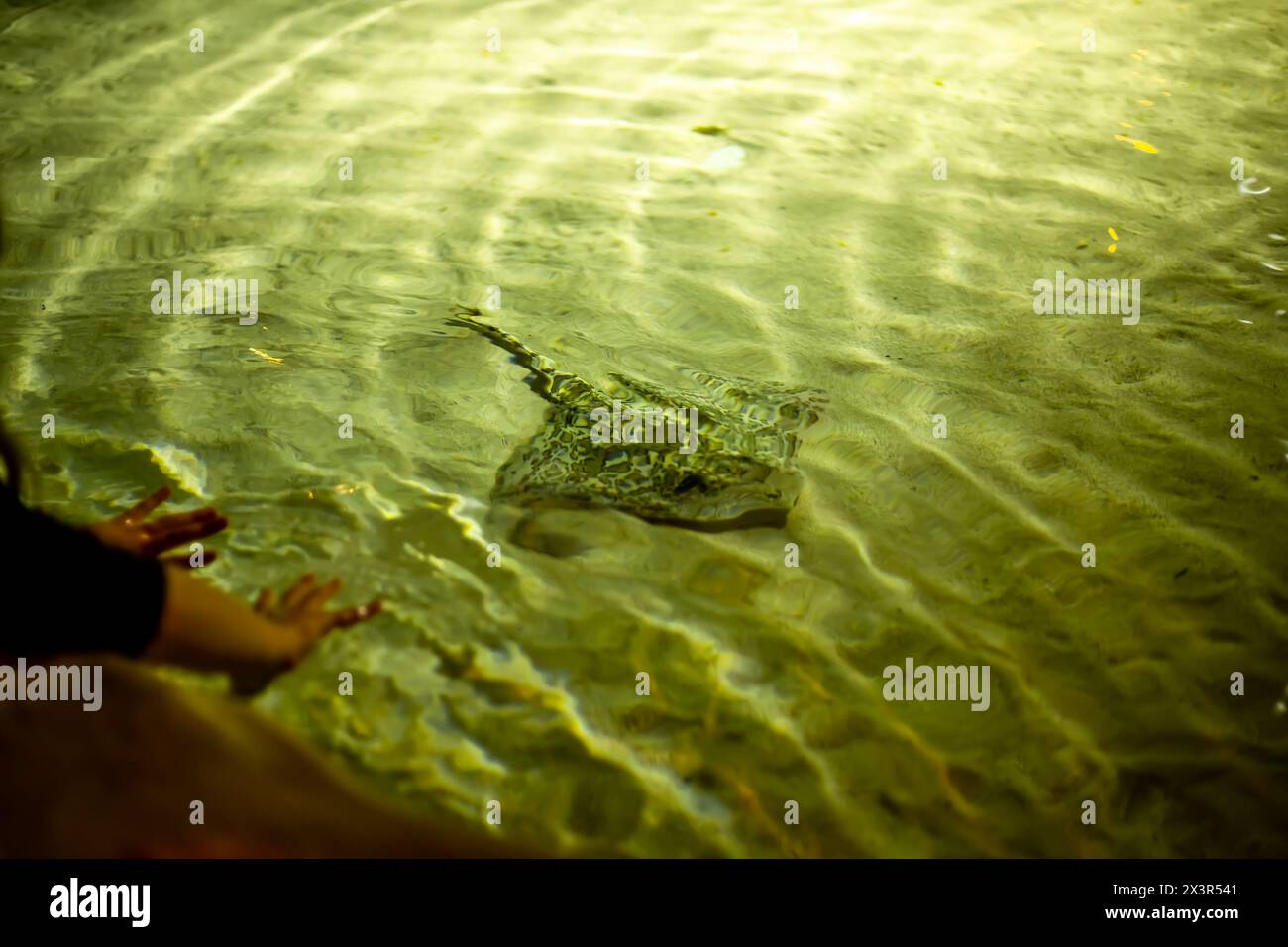 Aquarium of Genova. Large oceanarium near the port: aquariums with a ...