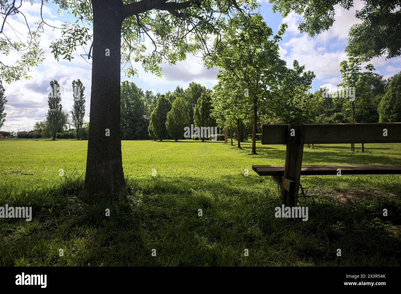 Bench under the shade of trees in front of a clearing in a park in the ...