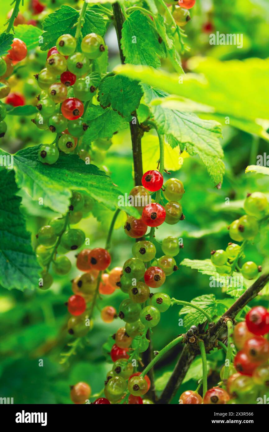 Healthy fruit ribes rubrum plant hi-res stock photography and images ...