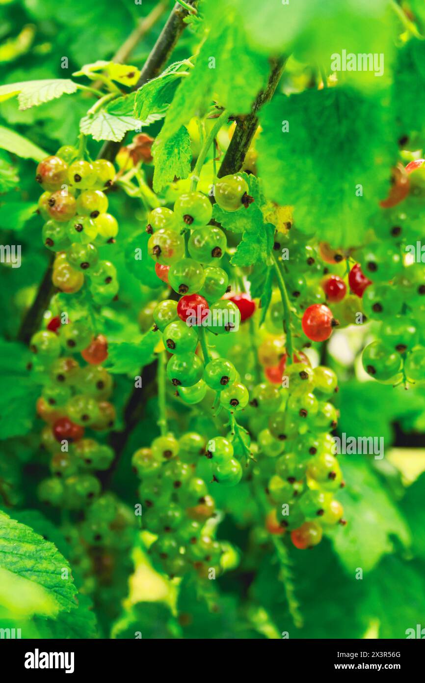 Ribes rubrum, shrub with berries Stock Photo - Alamy