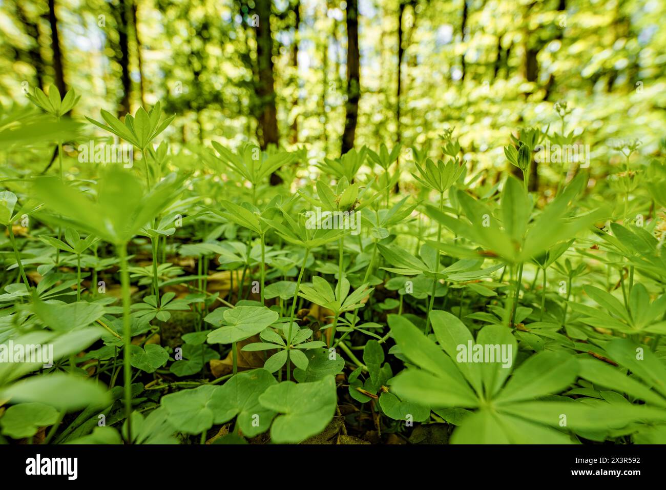 A variety of terrestrial plants, including shrubs, groundcovers, and ...