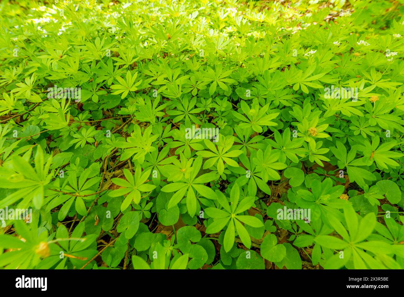A variety of terrestrial plants, including shrubs, groundcovers, and ...