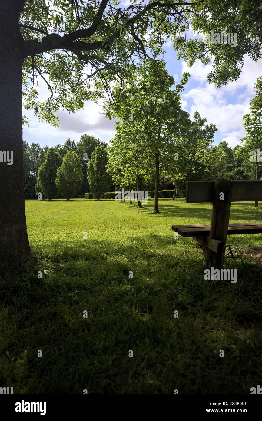 Bench under the shade of trees in front of a clearing in a park in the ...
