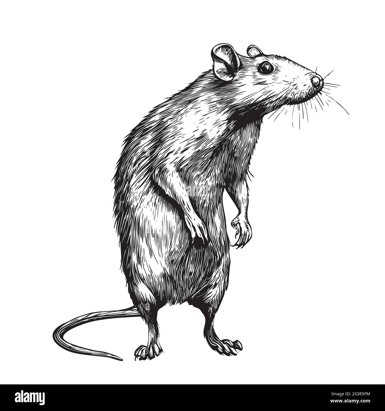 Black rat illustration hi-res stock photography and images - Alamy