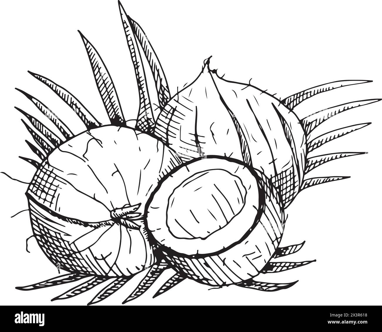 Hand drawn coconuts in engraving style. Painted by black inks on ...