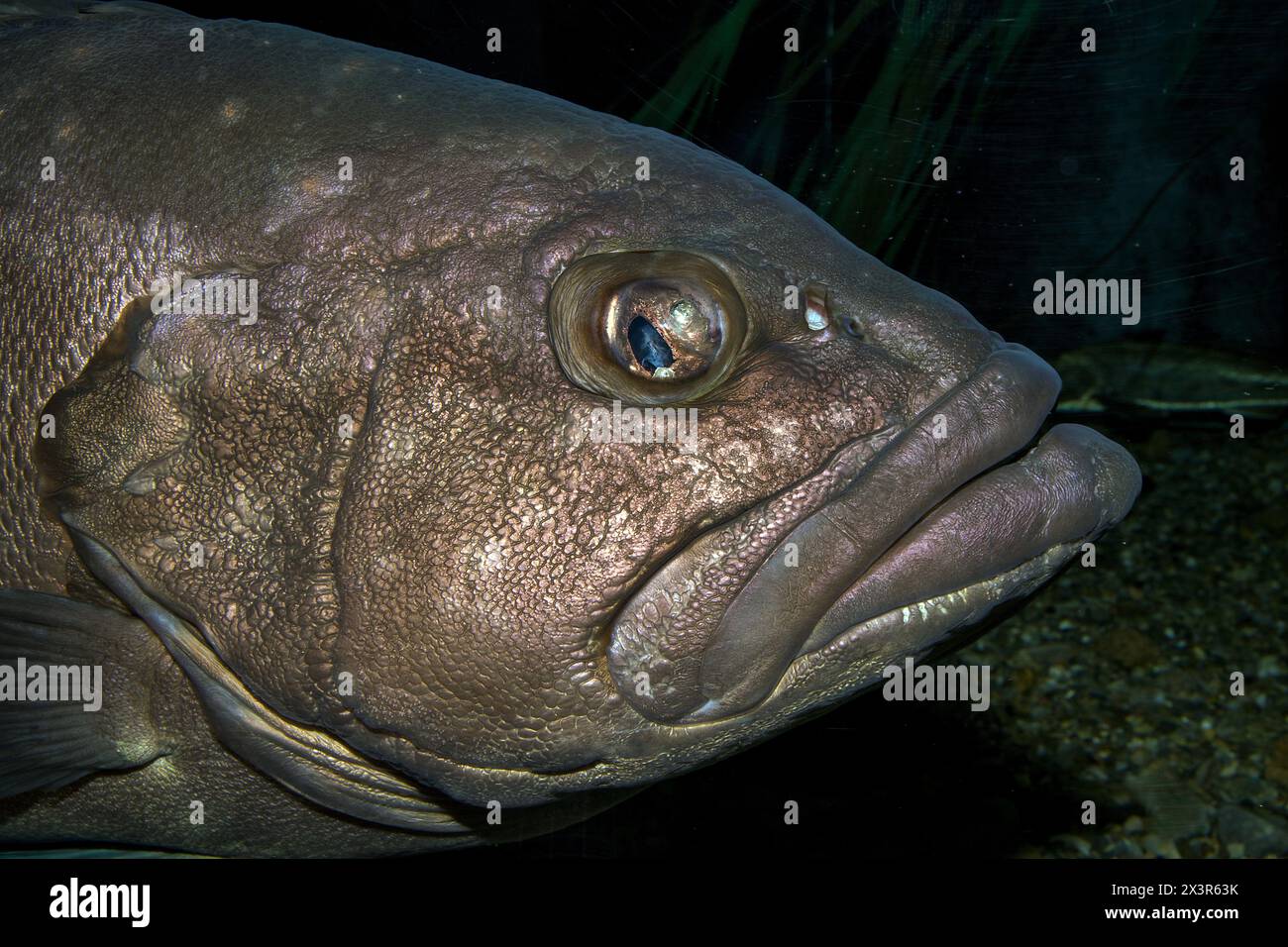Snowy grouper close-up of head area facing right Stock Photo - Alamy