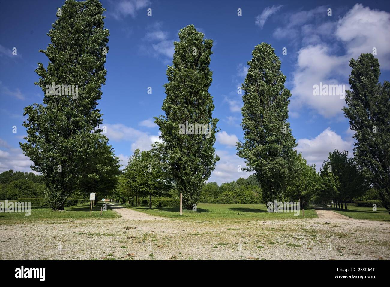Gravel clearing bordered by poplars with parting paths in a park in the ...