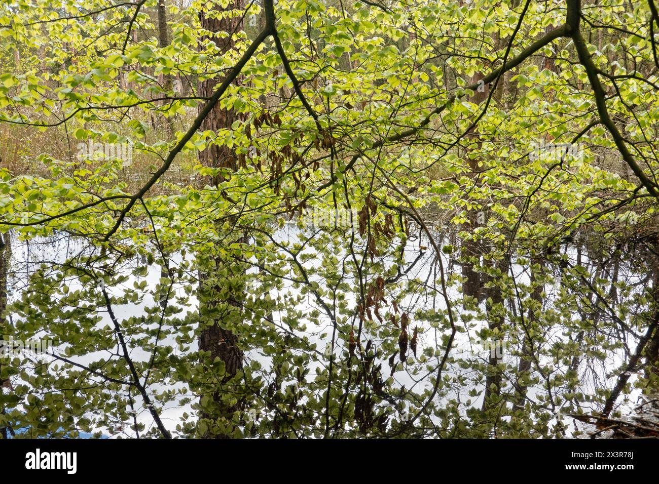 Branch hanging over water hi-res stock photography and images - Alamy