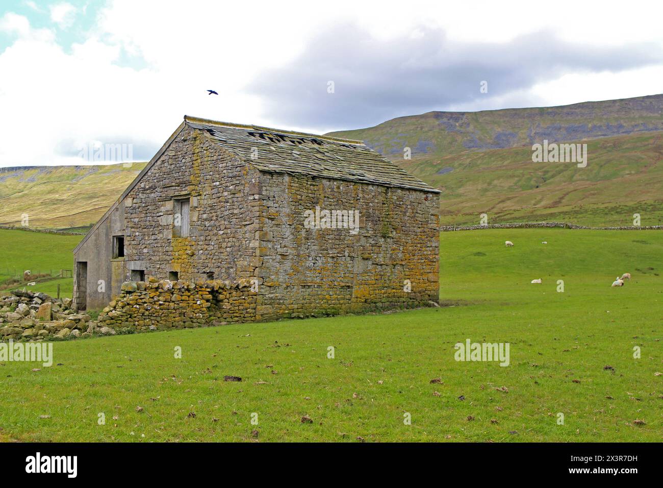 Ingleton yorkshire sheep hi-res stock photography and images - Alamy