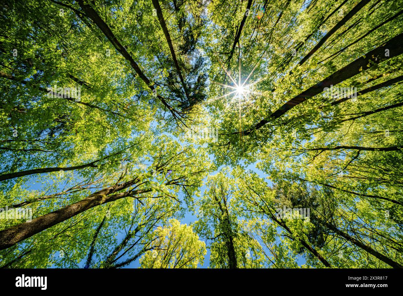 The natural landscape of the temperate broadleaf and mixed forest ...