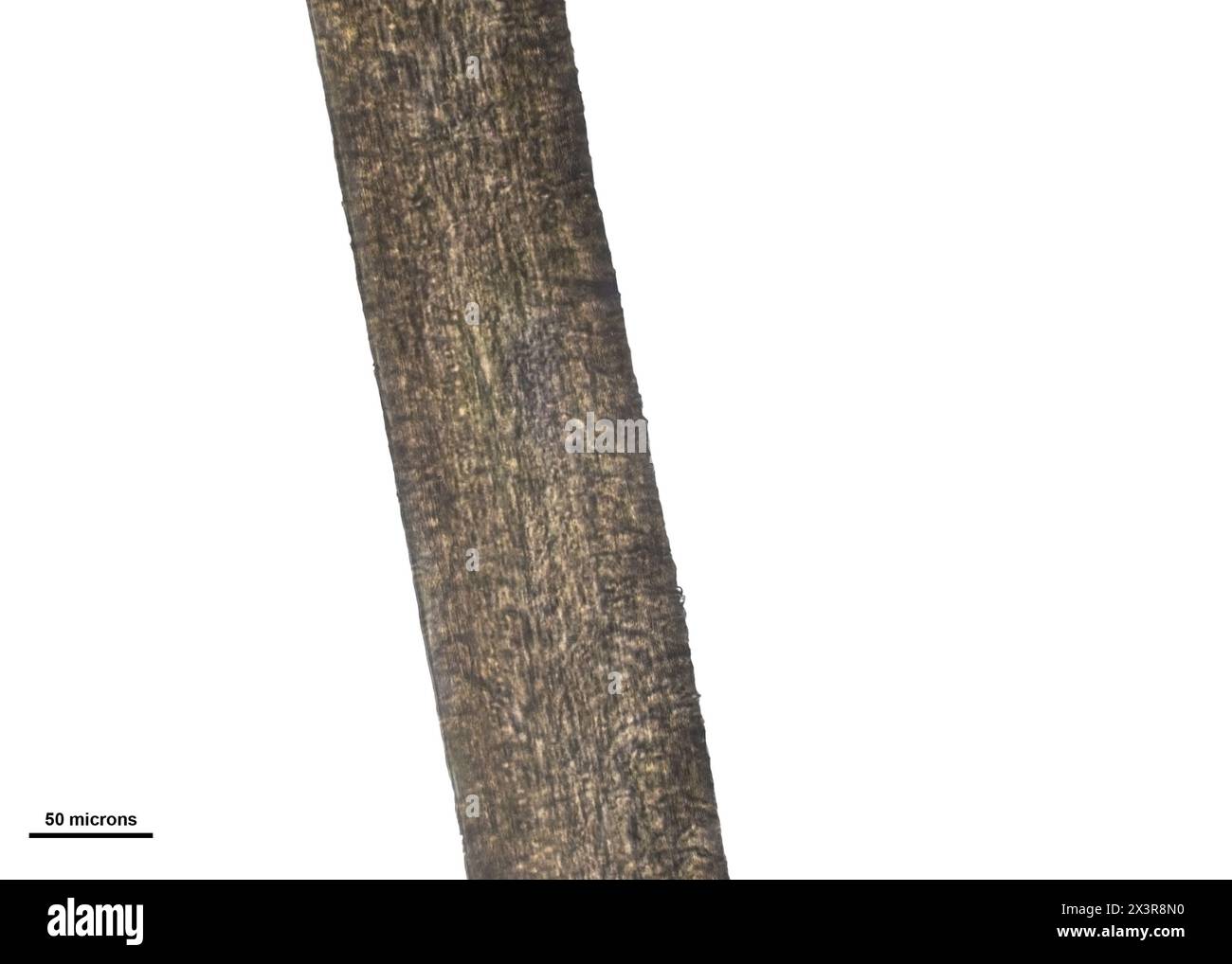 section of human hair under the microscope at 40 times magnification ...