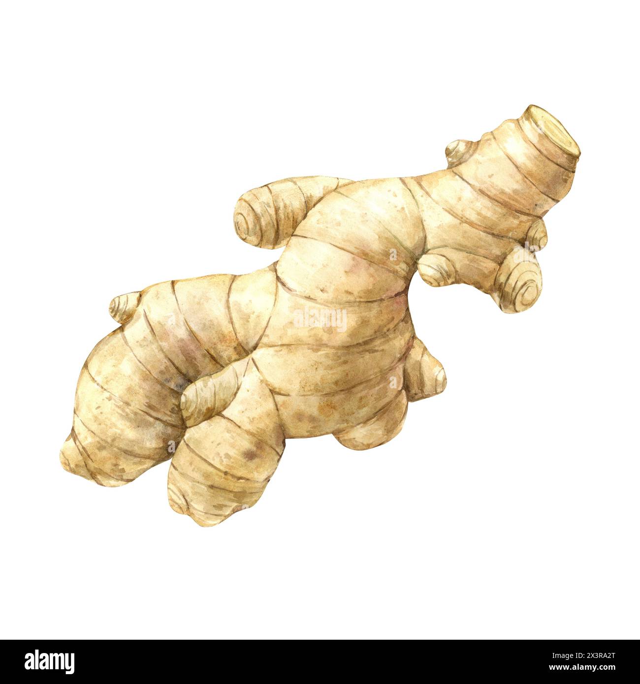 Watercolor illustration of juicy realistic ginger. Illustration hand ...