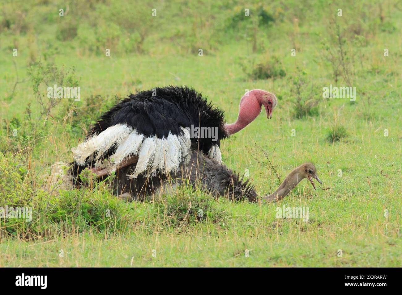 Mating ostrich hi-res stock photography and images - Alamy