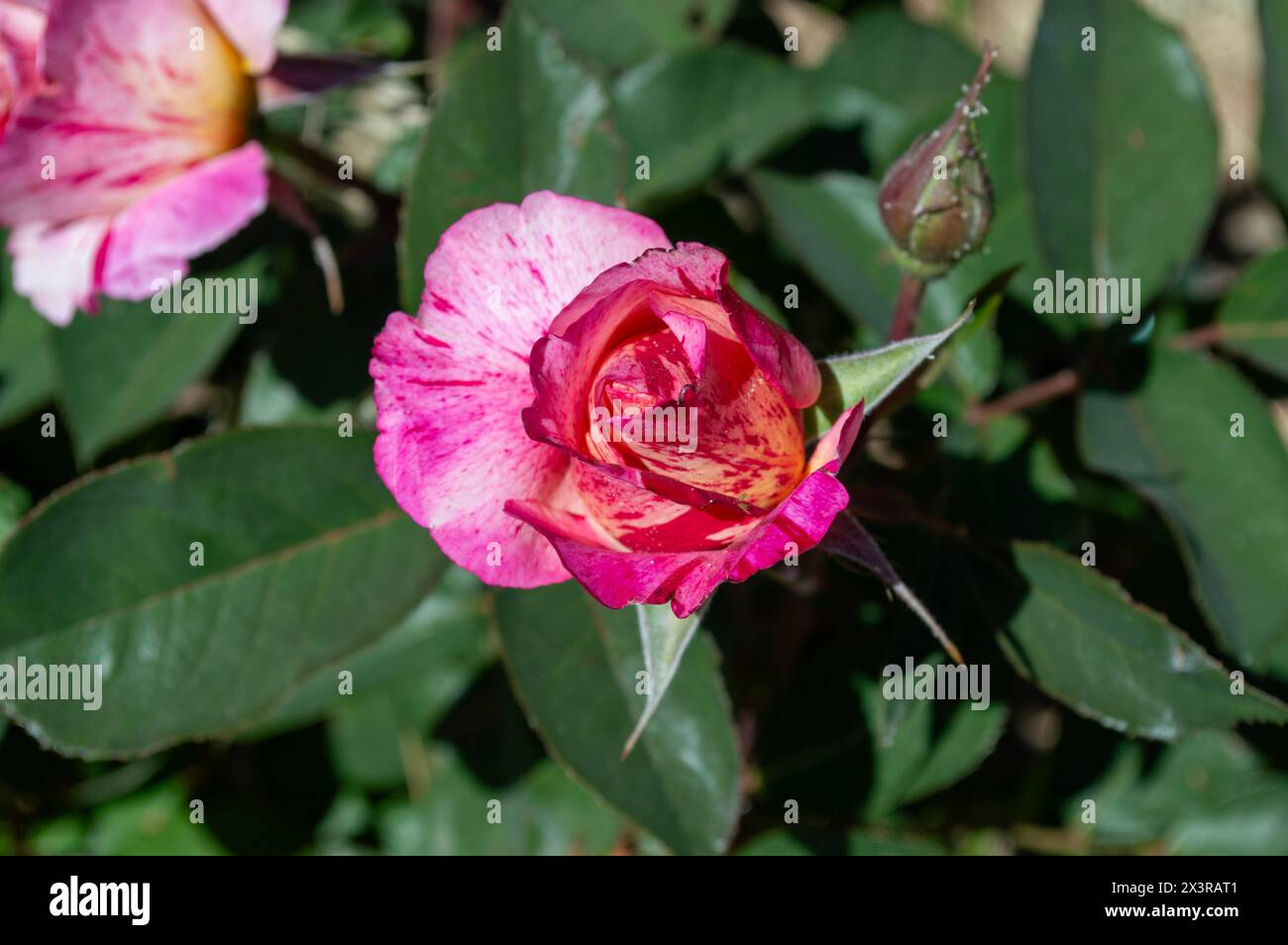 Pasion de jardin hi-res stock photography and images - Alamy