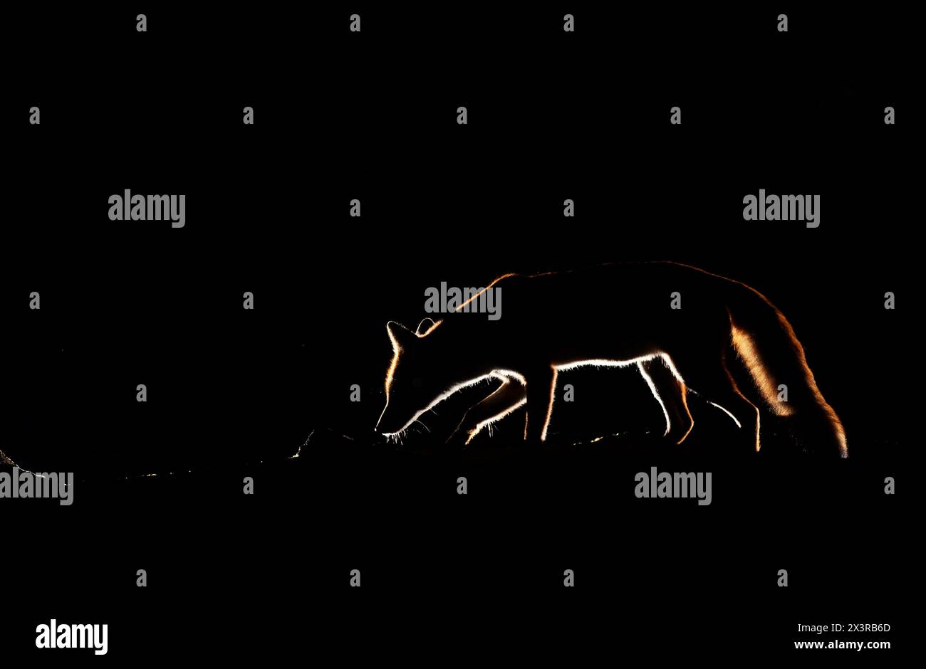 Silhouette backlit hi-res stock photography and images - Alamy