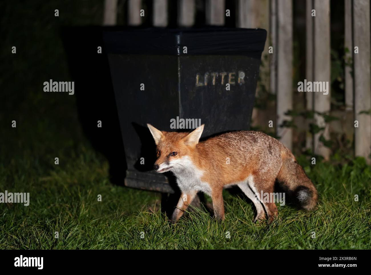 Fox bin uk hi-res stock photography and images - Alamy