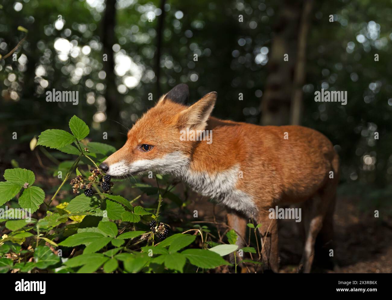 Red fox in woods eating hi-res stock photography and images - Alamy