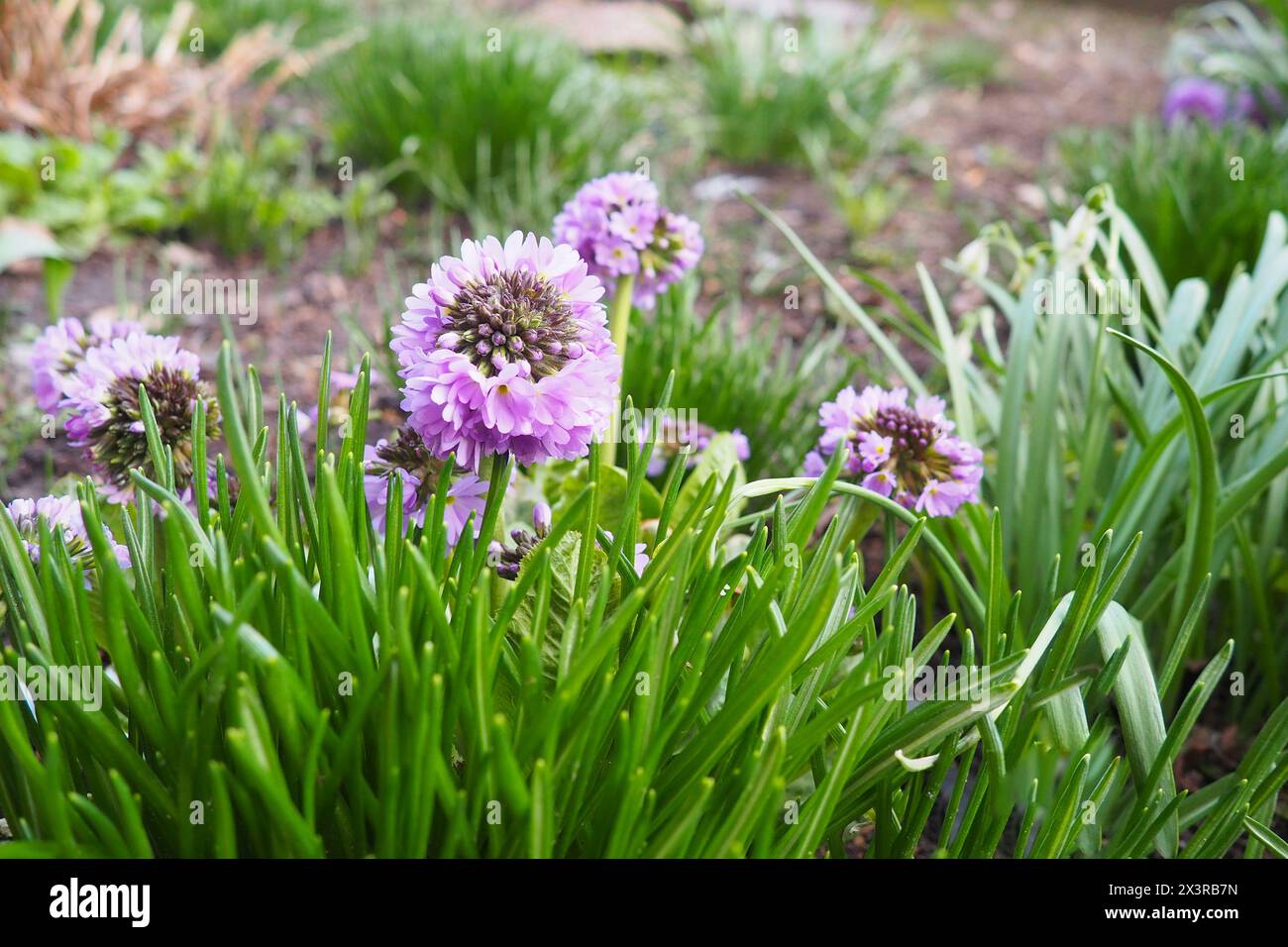 Allium nutans, Siberian chives or blue chives, is a species of onion ...