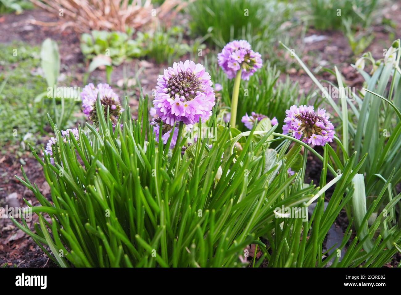 Allium nutans, Siberian chives or blue chives, is a species of onion ...