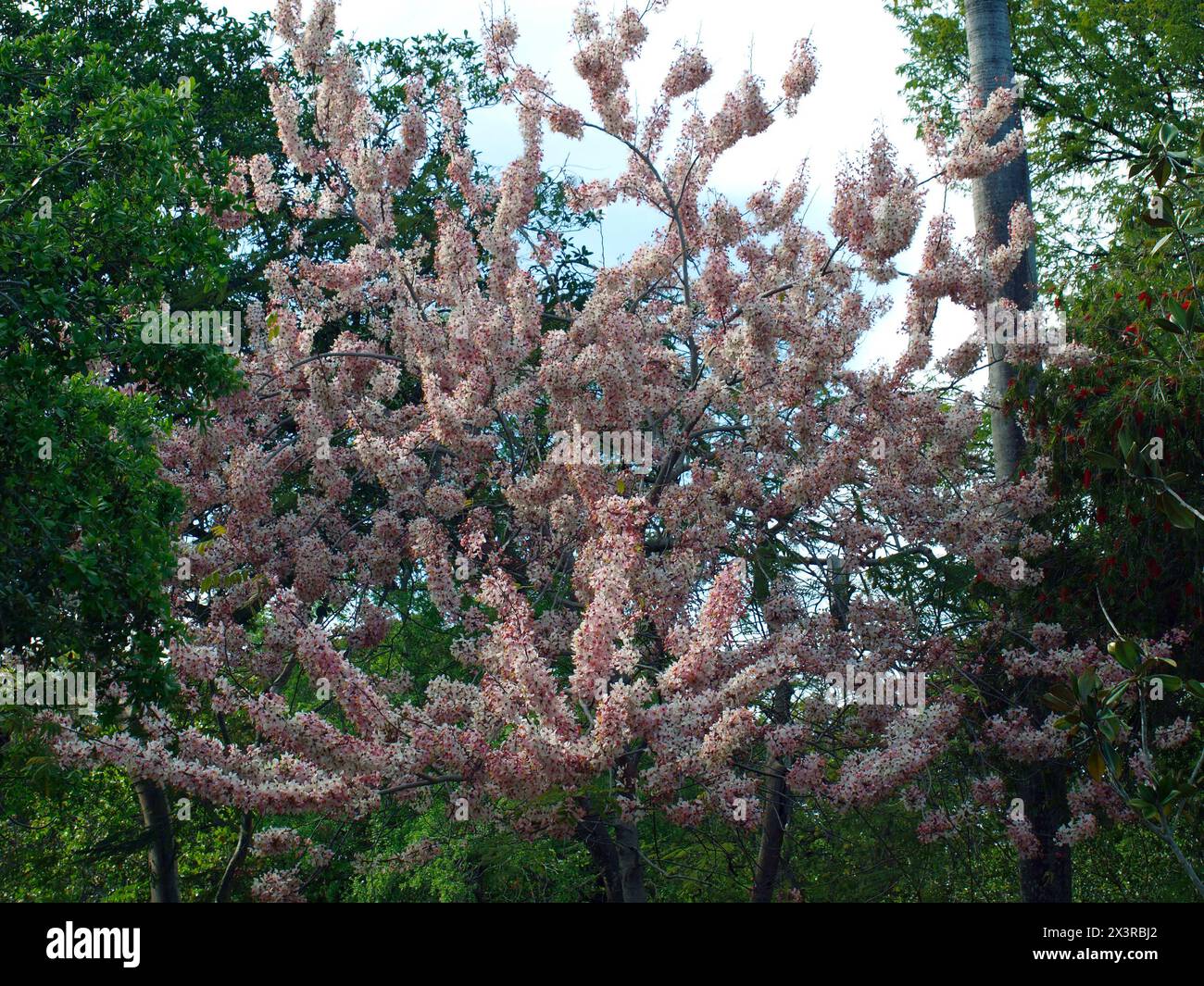 Blooming pink shower tree, wishing tree, or dwarf apple blossom tree ...