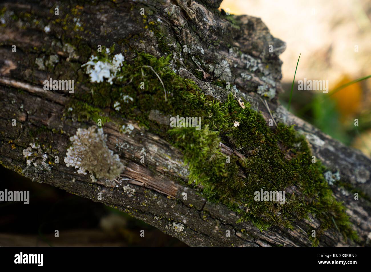 Moss on log close up hi-res stock photography and images - Alamy