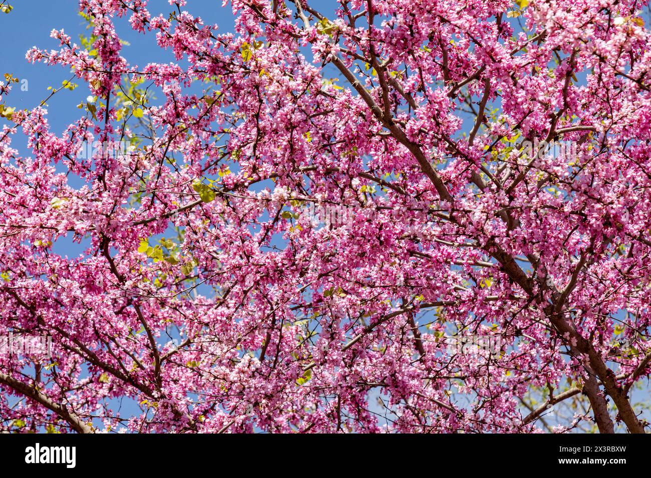 Tree with purple flowers hi-res stock photography and images - Alamy