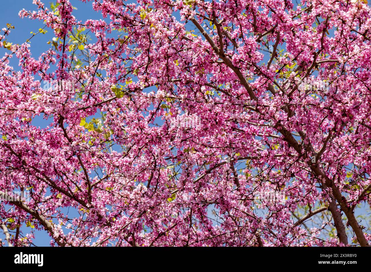 Judas tree with purple flowers, Olympia, Greece Stock Photo - Alamy