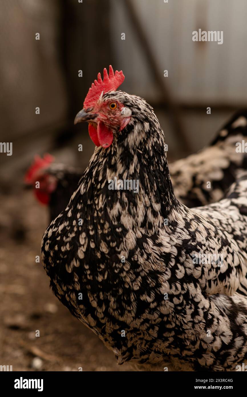 chickens walk in a pen in the village Stock Photo - Alamy