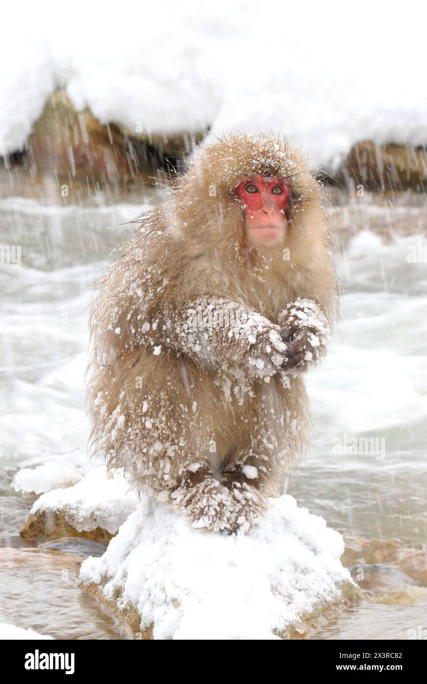 Japanese snow monkeys in the snow storm Stock Photo - Alamy