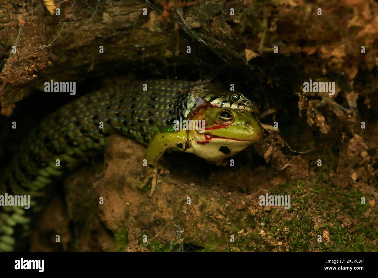 Snake eating frog Stock Photo - Alamy