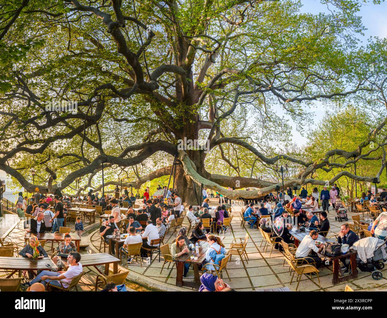 Bursa, Turkey - April 13, 2024: Inkaya historical plane tree and ...