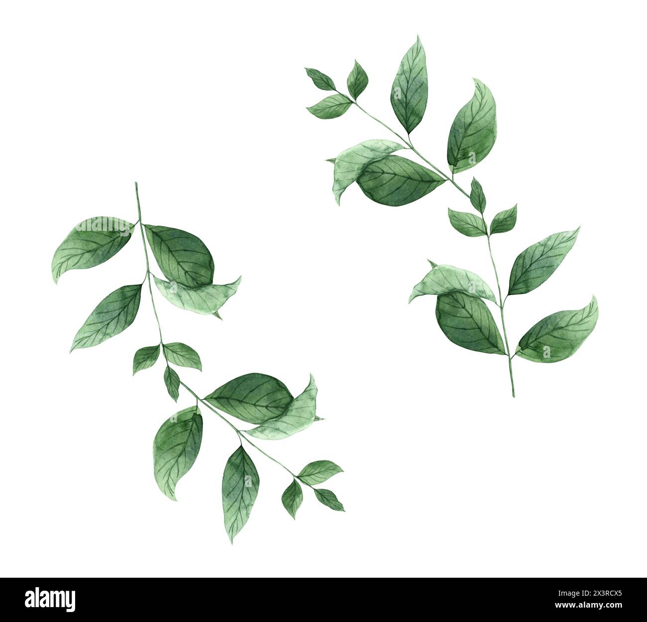 Watercolor botanical sprigs of mint leaves. The illustration is hand ...