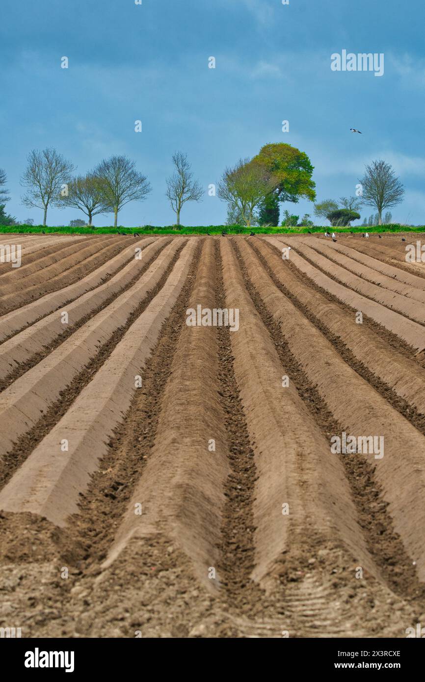 Tractor's carrying out deep bed drilling, preparing for potato planting ...