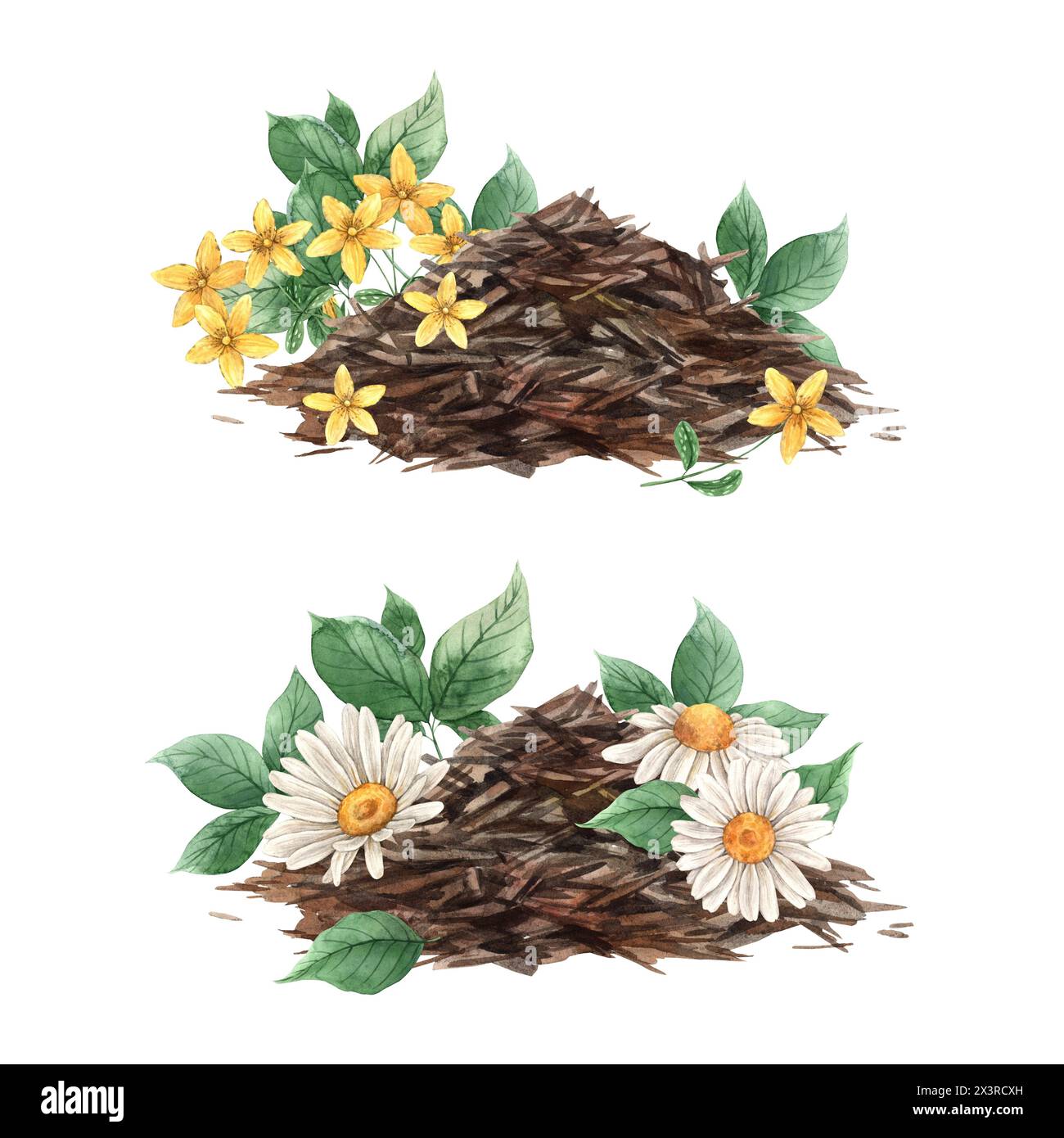 Watercolor tea composition with a slide of dry tea, green leaves ...