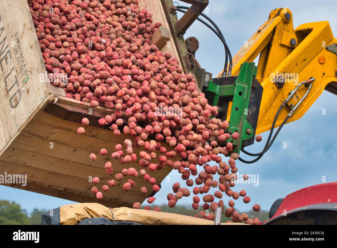Elevator of potato harvester loading tractor trailer with red potatoes ...
